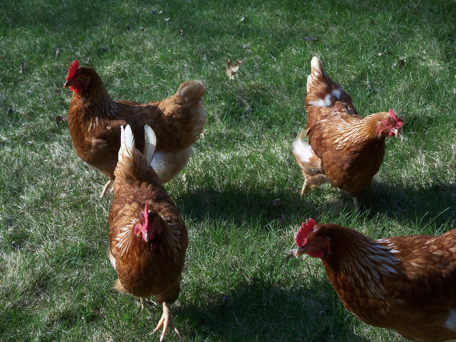 Feeding the Chickens