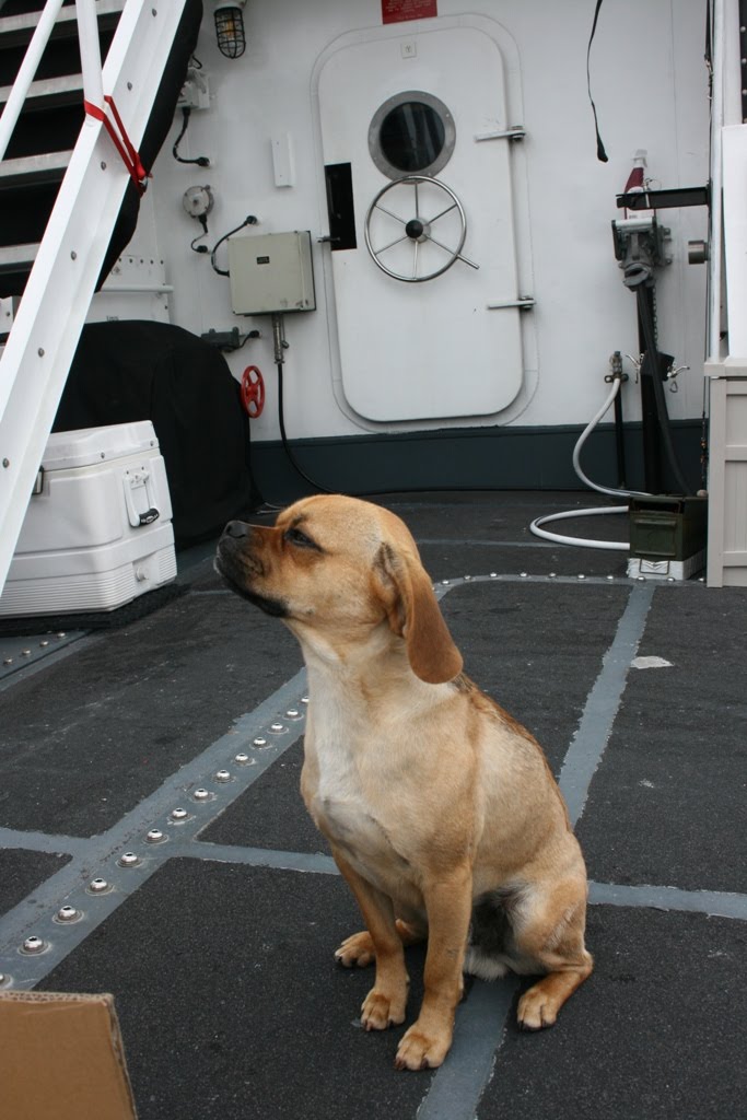 Beach House Living: Meet Bailey a real Sea Dog of the USCG