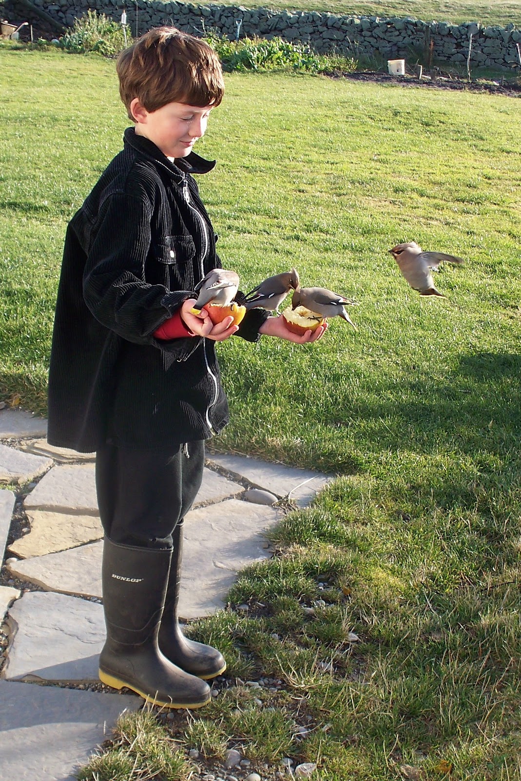 Fair Isle: Waxwings - Oct. 25th 2010 a day we'll always remember.