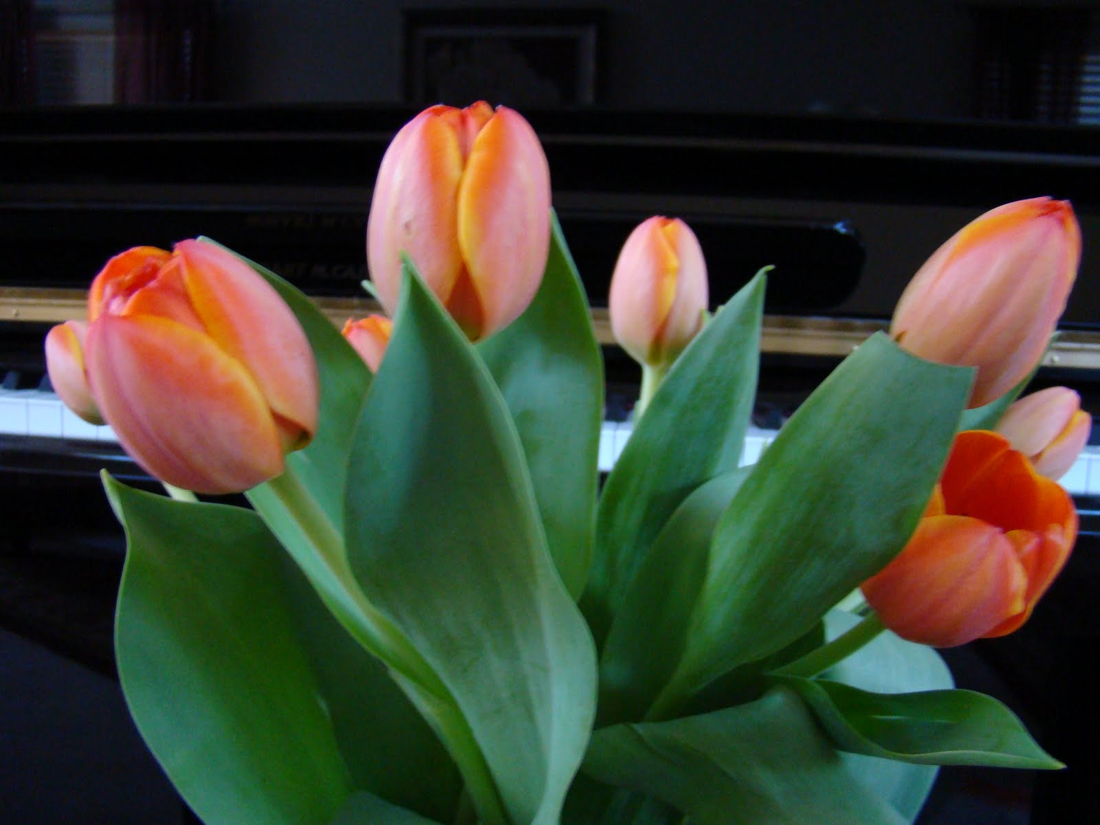 Bloomingmill: Fall Tulips...