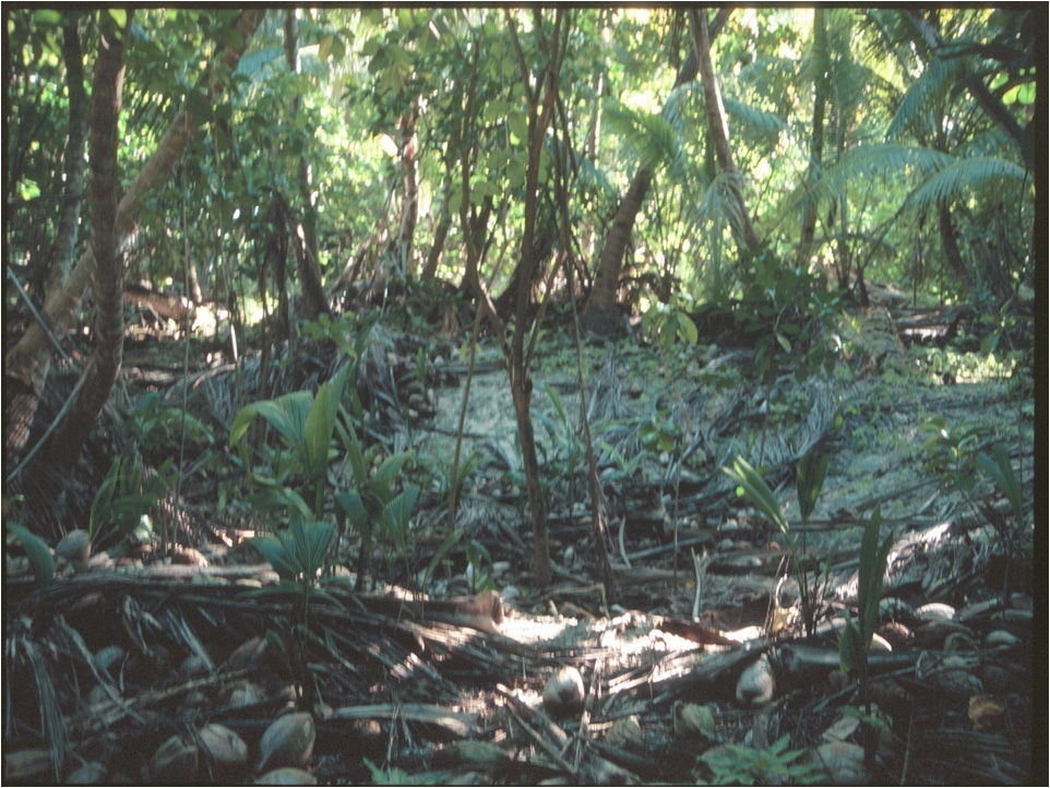 Amelia Earhart Archaeology: Nikumaroro: Challenges to Doing Archaeology - 2