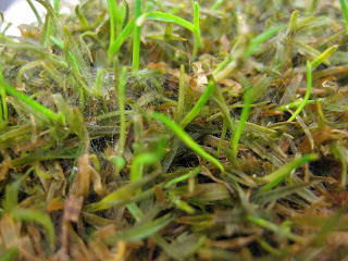 Turfgrass disease updates for golf courses: pythium and brown patch