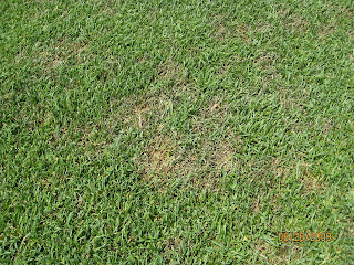 Turfgrass disease updates for golf courses: brown patch, pythium, and ...