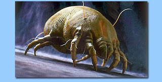 LOVE IS WONDERFUL: Tungau oh Tungau....!