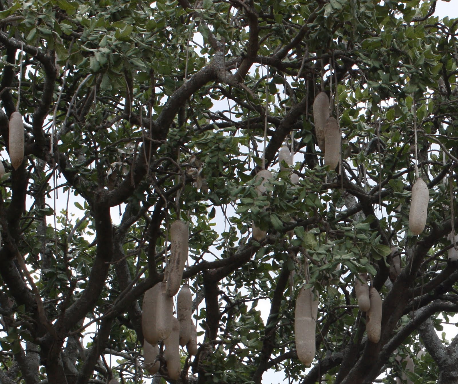 Irene & Andy's Great Adventures