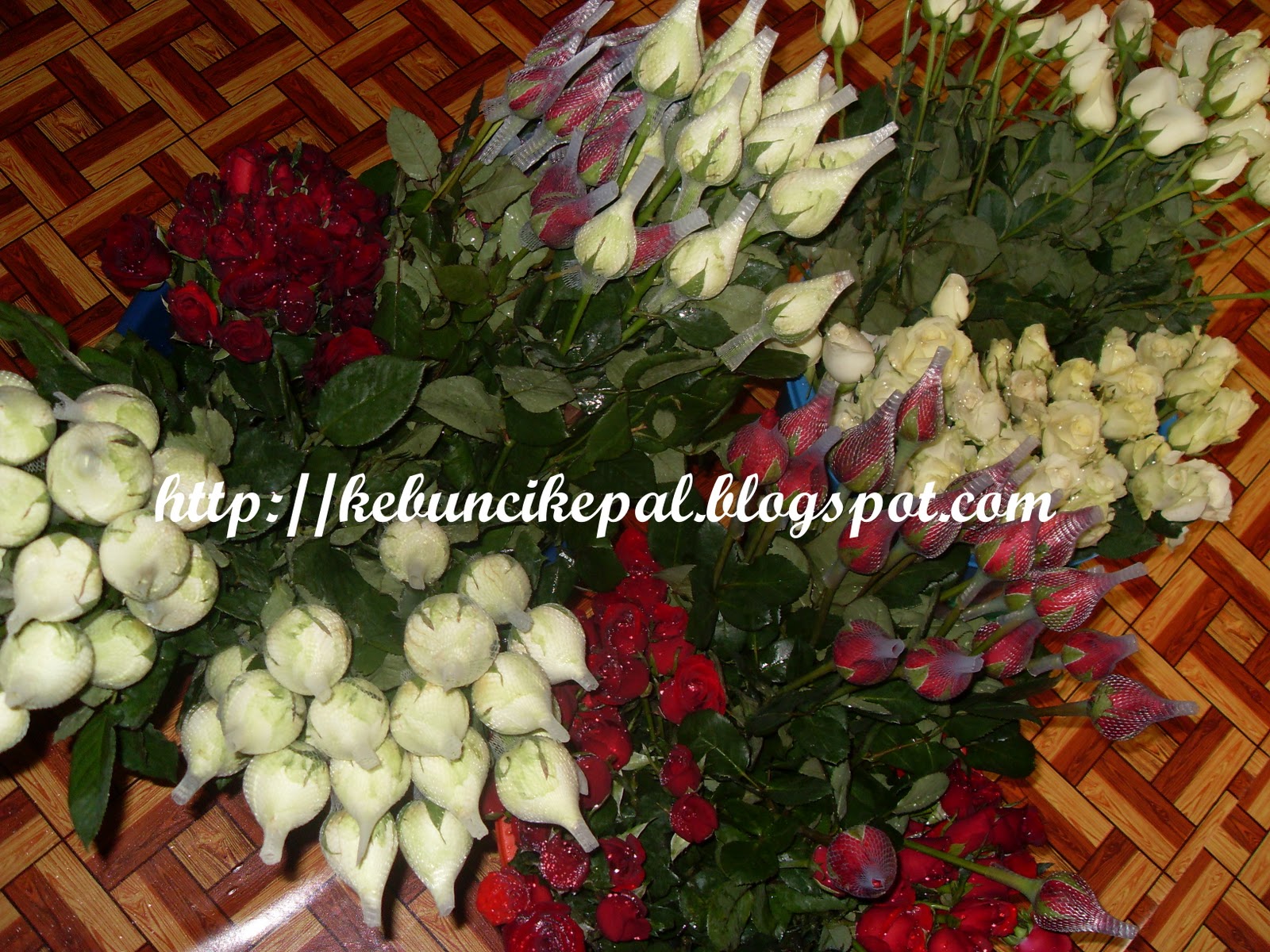 Nurfisza-Florist: Koleksi Bunga Segar ~ for references