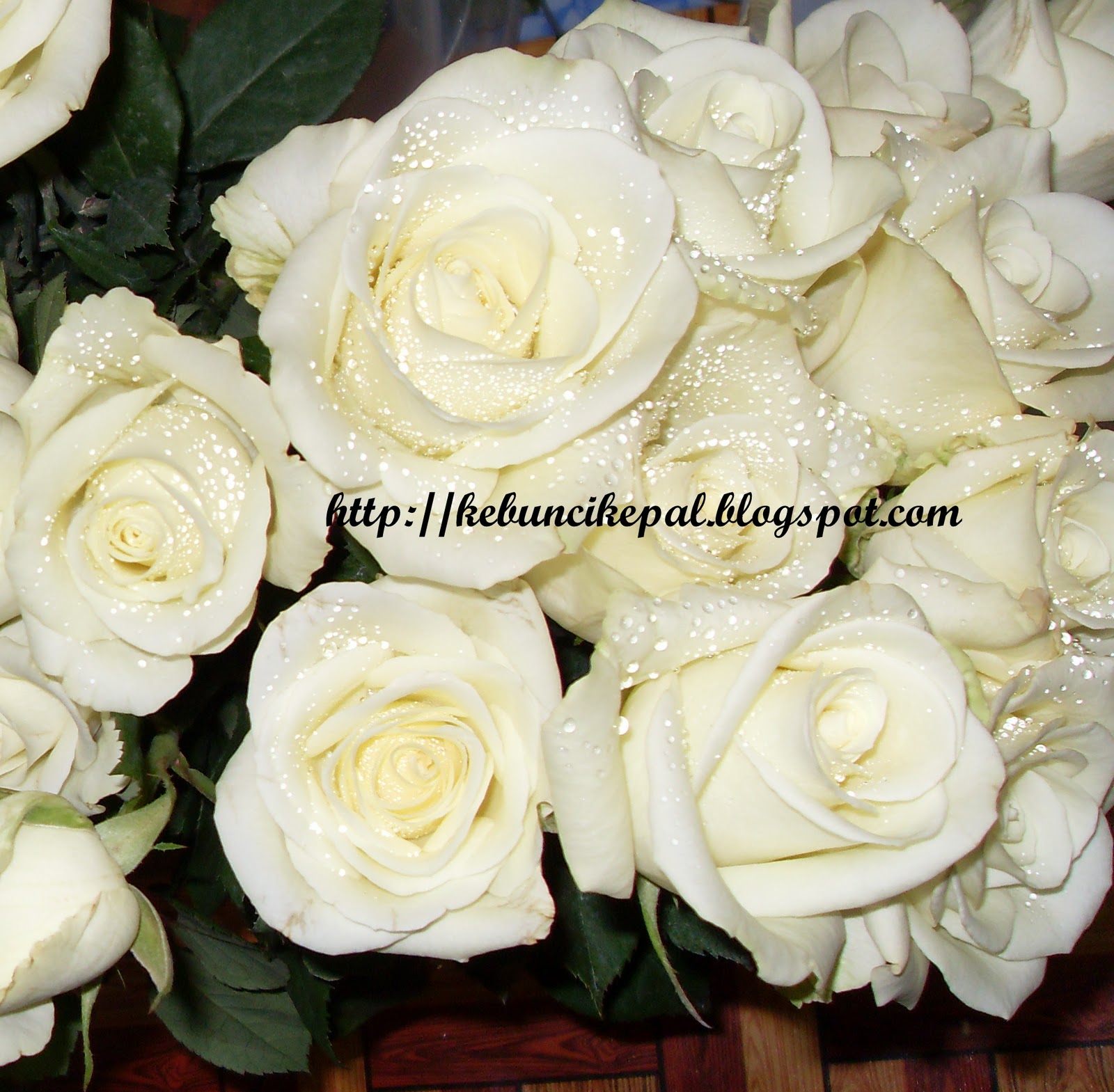 Nurfisza-Florist: Koleksi Bunga Segar ~ for references