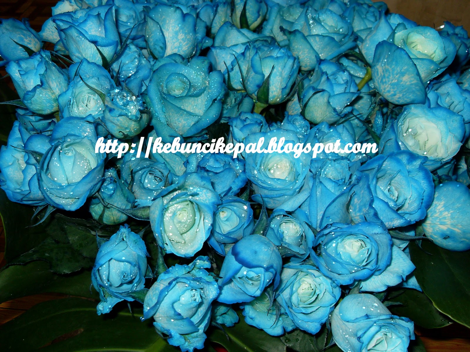 Nurfisza-Florist: Koleksi Bunga Segar ~ for references