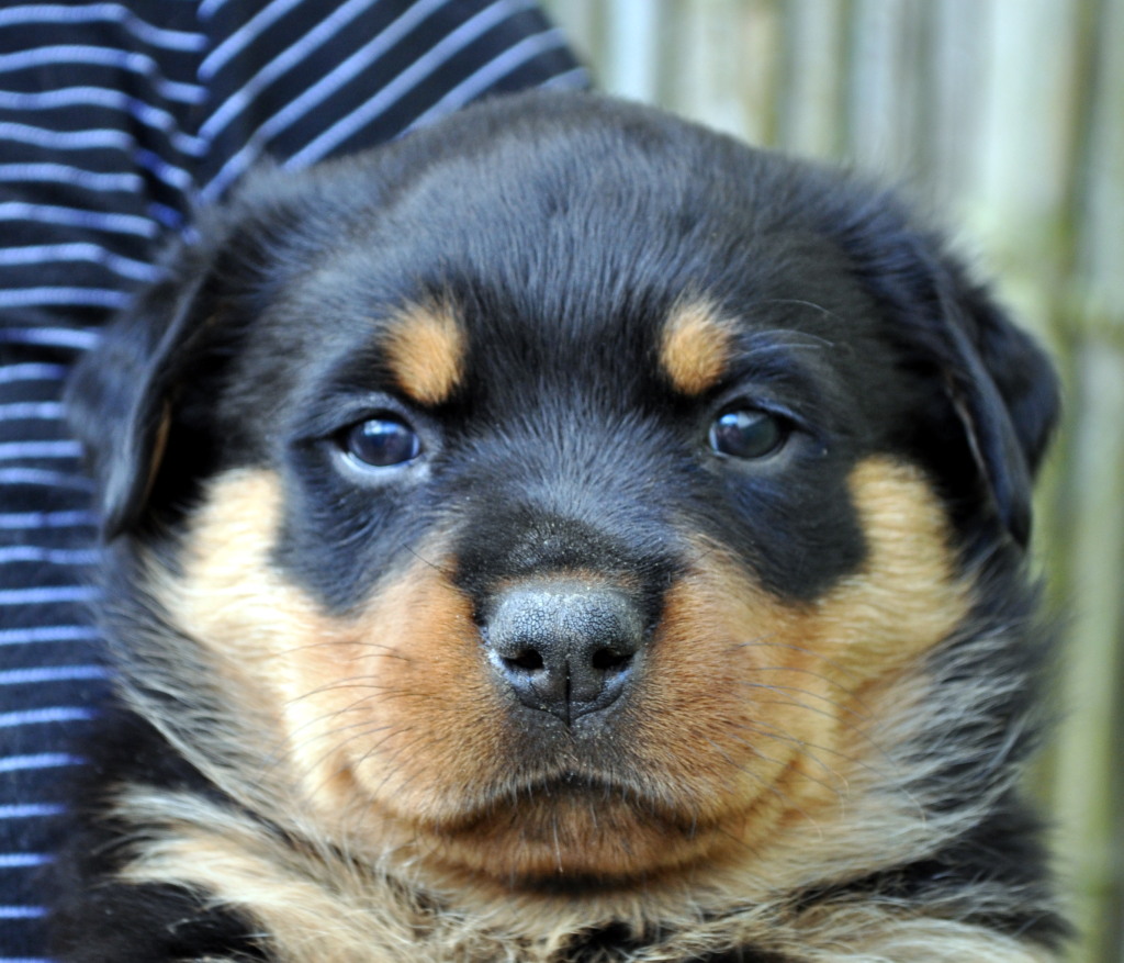 Rottweiler Puppies 1 Week Old