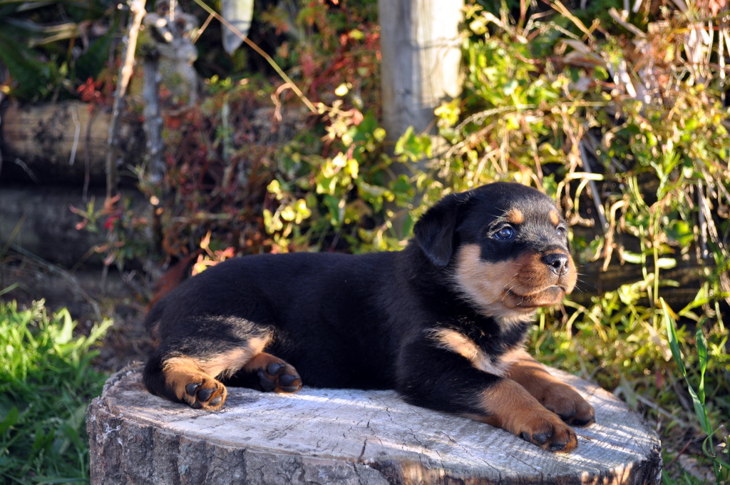 American in Auckland: Five week old Rottweiler puppies