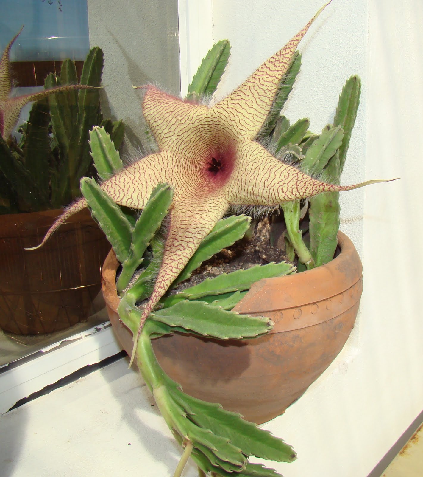 Mis Plantas - My plants: Stapelia Gigantea