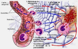 SISTEMA INMUNOLÓGICO: DEFENSAS INESPECÍFICAS