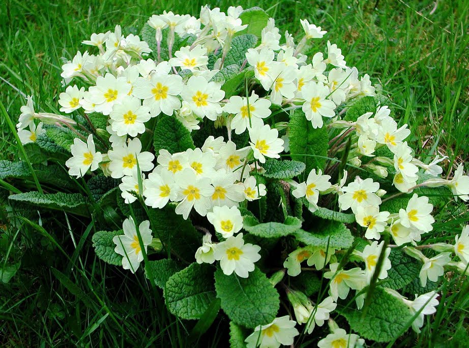 Hazelgrove: April 2010