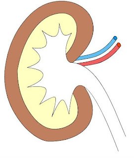science real: Blood Filtration Animation