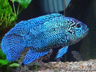 GALERIA AQUAMICKELS