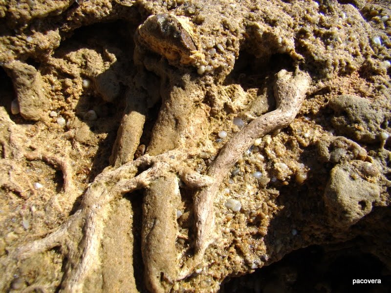 CH´USAY: RAÍCES FÓSILES