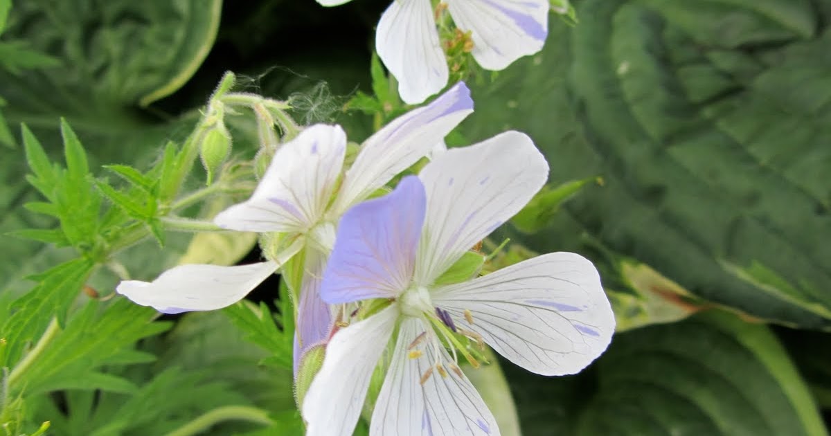 Cheesehead Gardening: Shade Plant of the Week - Hardy Geranium