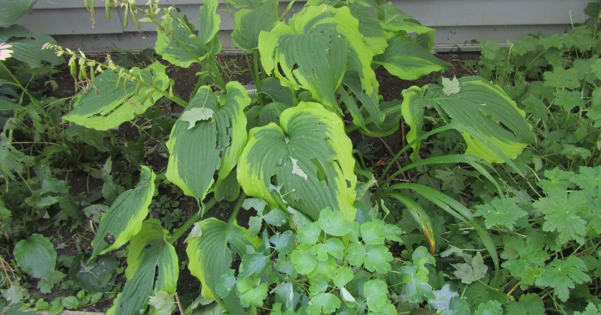 Cheesehead Gardening: What to do about hail damage on hostas