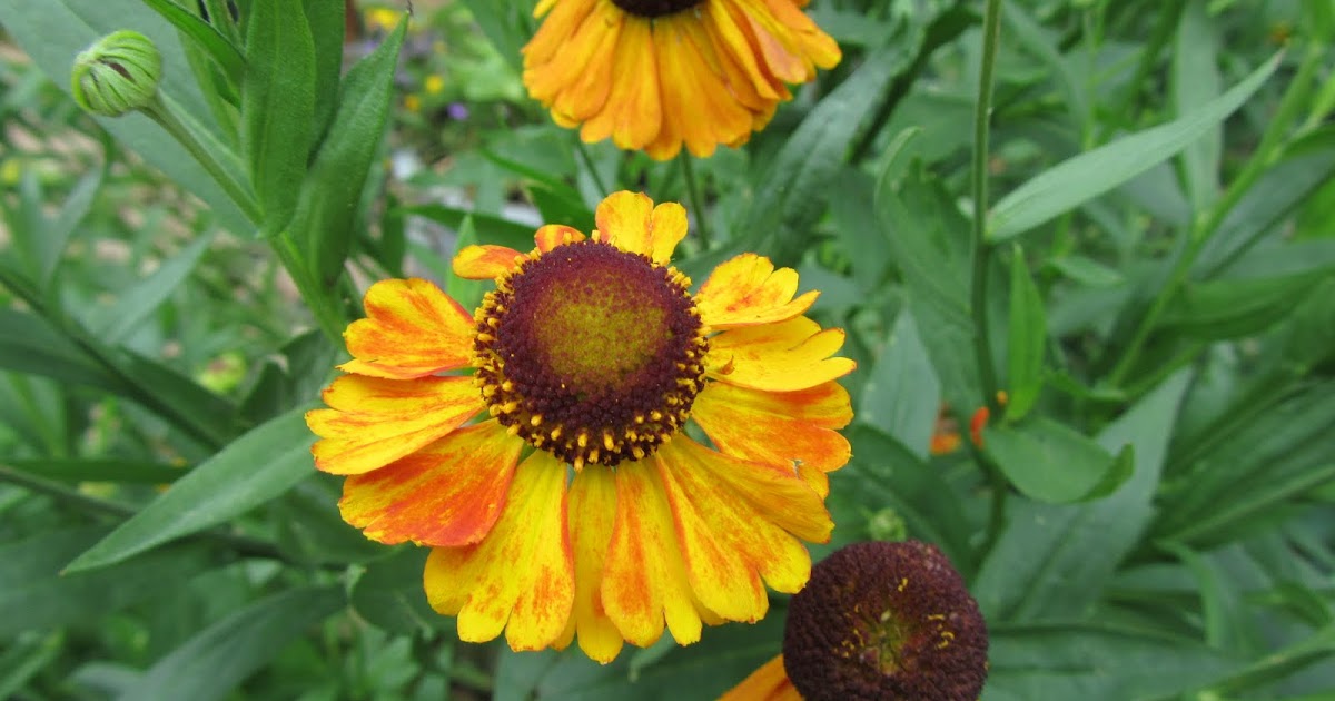 Cheesehead Gardening: Helenium - the long lasting perennial for color
