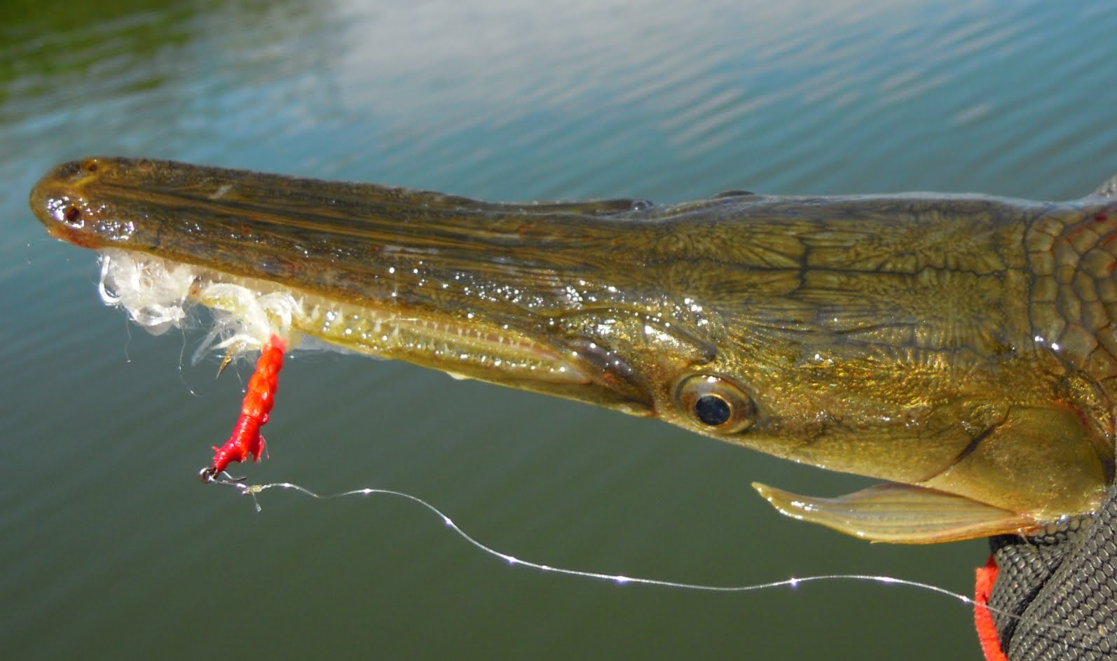 FishnDave: Fly-Fishing for Gar