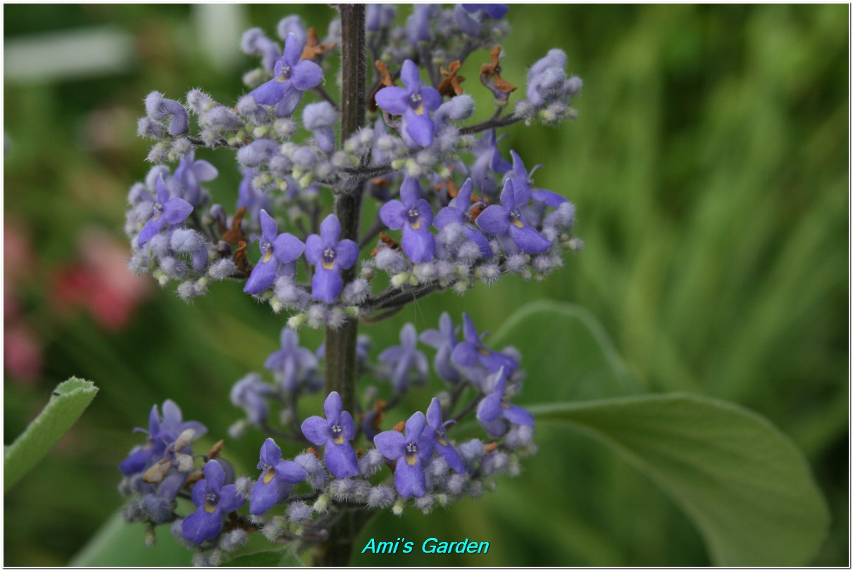 Southeast Florida Garden Evolvement: Another Fragrant Plant in My ...