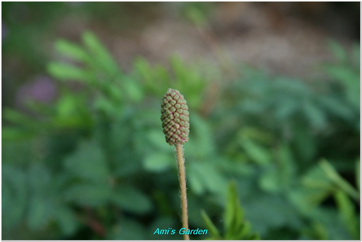 Southeast Florida Garden Evolvement: Sensitive Plant -- Mimosa strigillosa