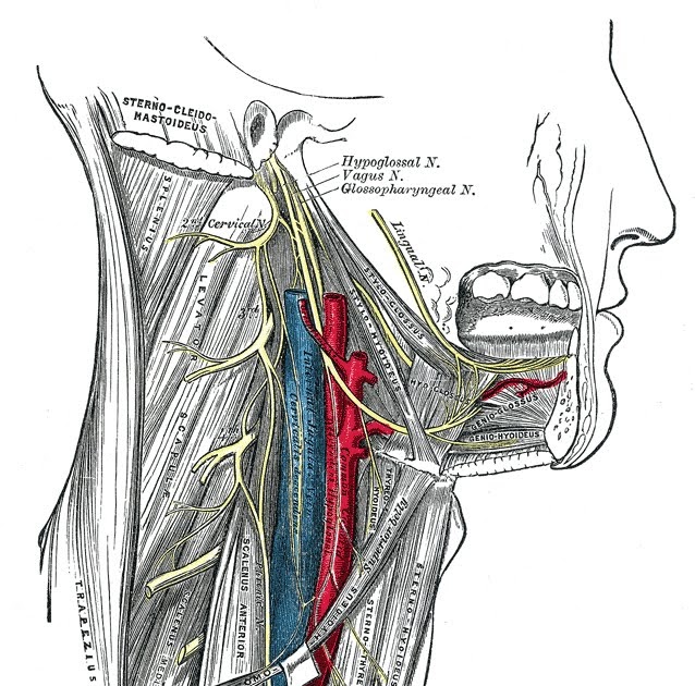 RoZzYe_MPF: Nervus accessorius