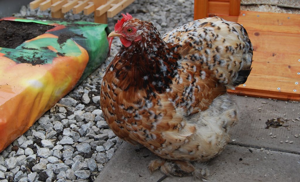 The Chicken Chronicles: Micro Chickens, Meet The Flock