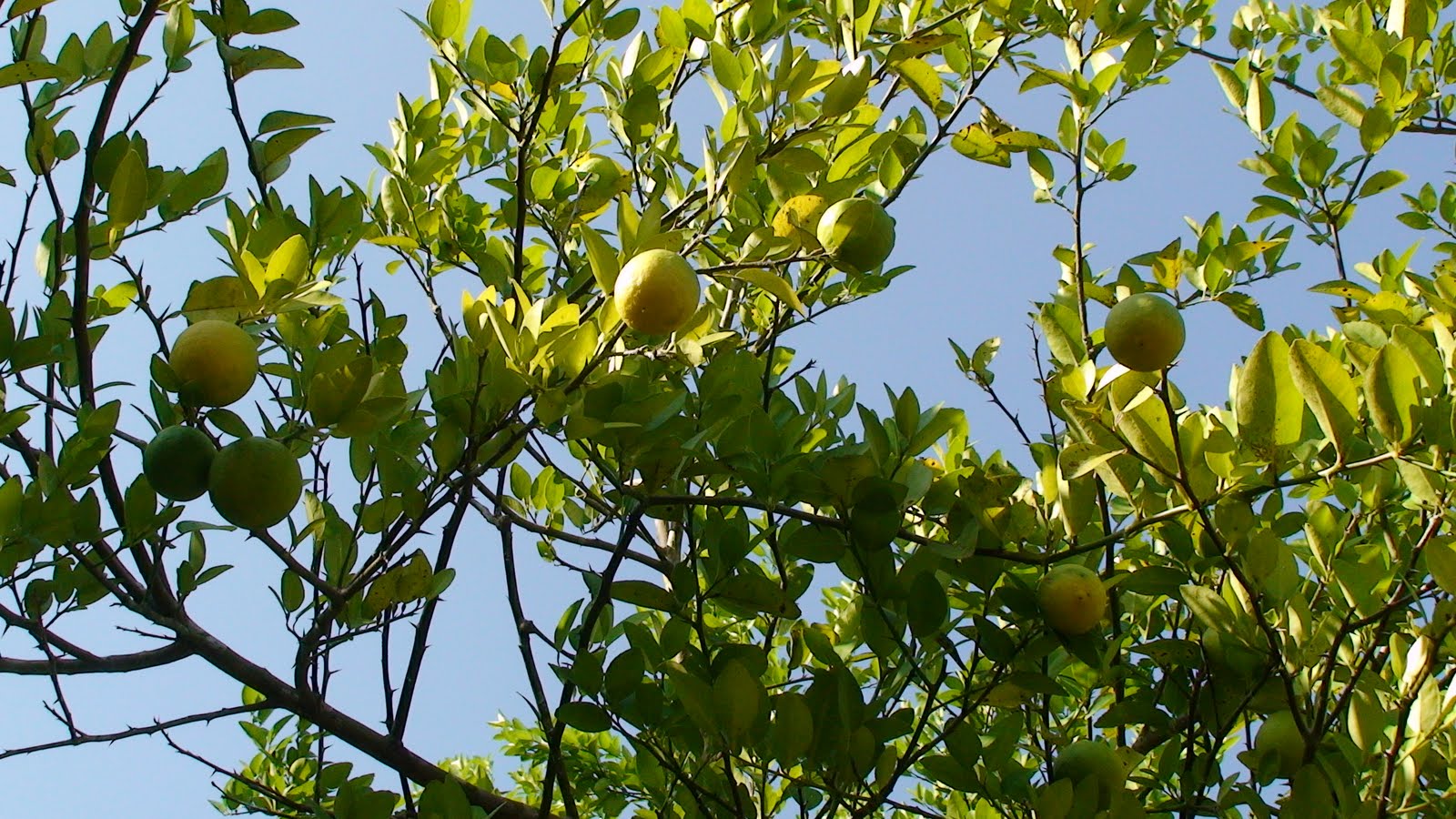 pertama: Saatnya Panen Jeruk