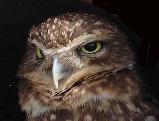 Birding Without Barriers: Owling in the Desert