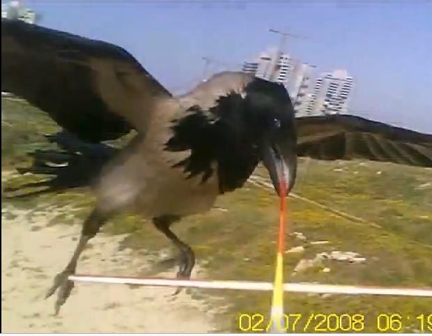 Birding Without Barriers: Raven Attacks Remote Control Aircraft