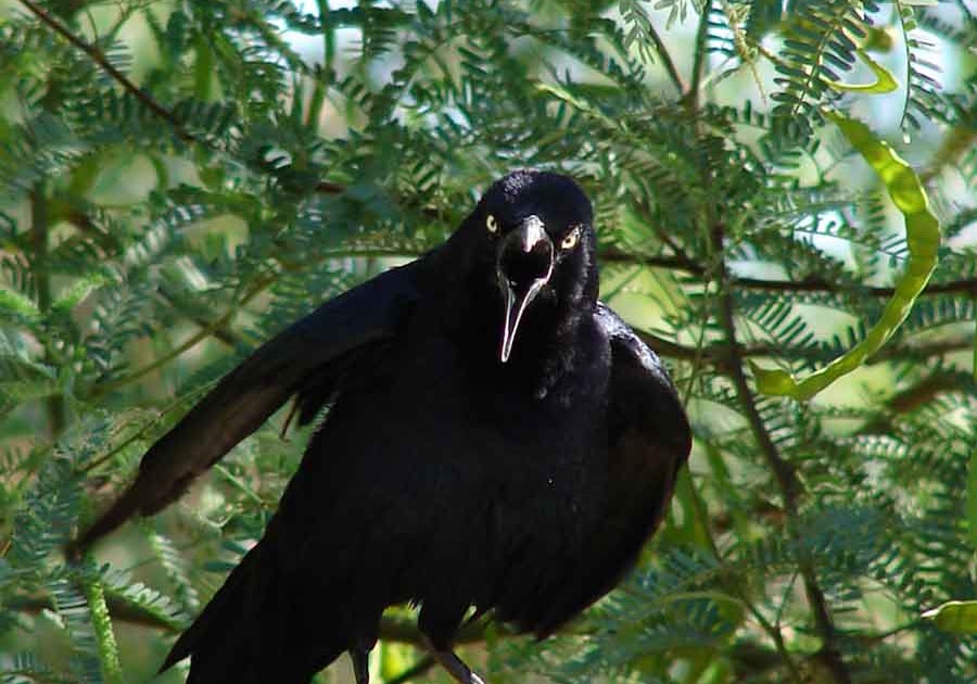 Birding Without Barriers: One Bad-Ass Bird!