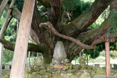 Film, Snow, Water, and Japan: 660 Year Old Obuke Sugi Tree + HDR Commentary