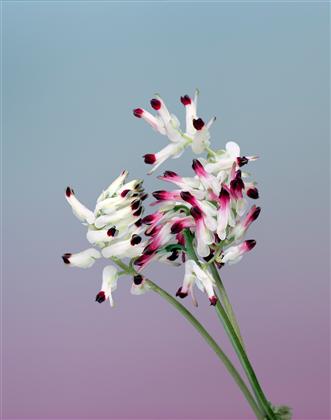 GREEN FINGERS: ERWAN FROTIN