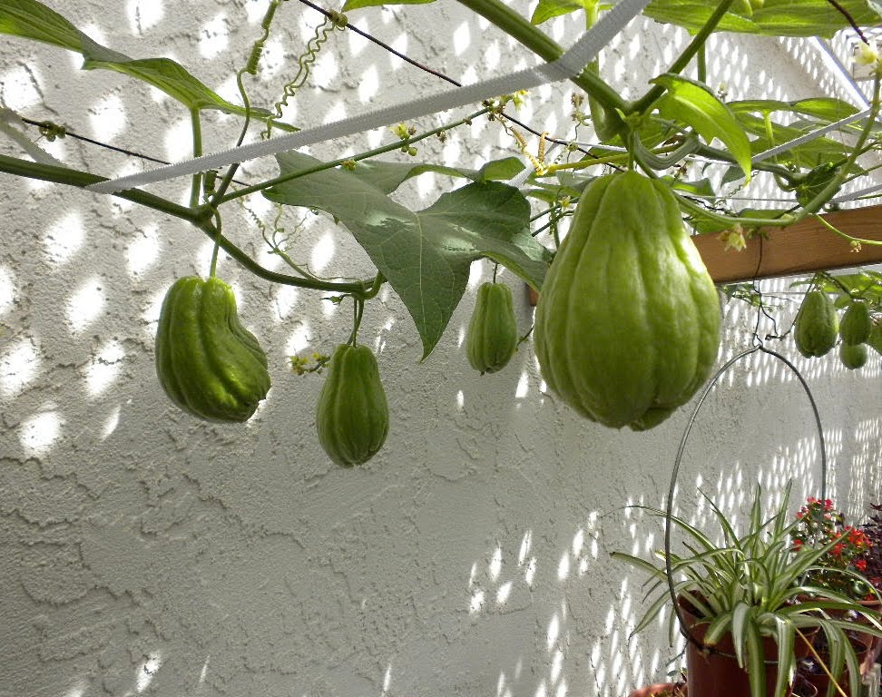 My Backyard - GOD's Creation: Chayote, Mirliton, CHRISTophene