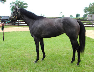 KLSTABLES: Team Stallion