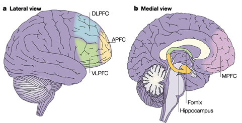Alan Turing: Genes for autism or genes for connectivity?