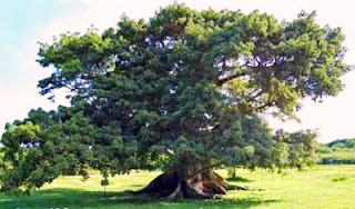 Guatemala Inmortal: Símbolos Patrios