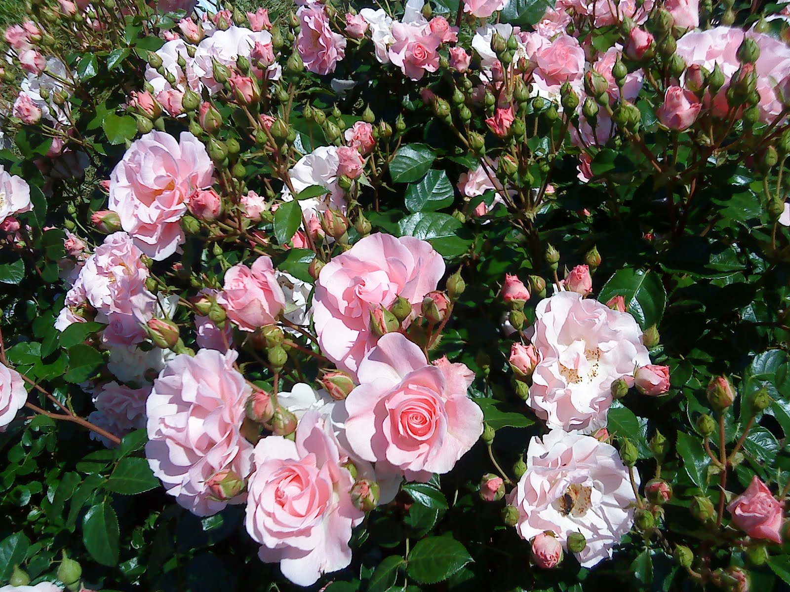 LA PANXA DEL BOU: De la fragilitat de les roses