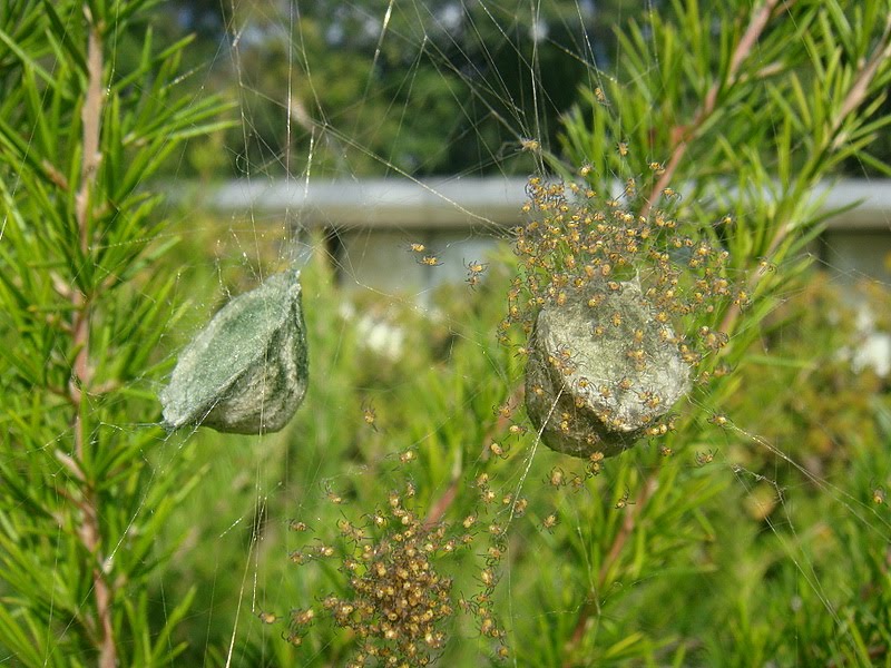 Yarnlot: Madeira-Spinnen. Spiders. Araignées.