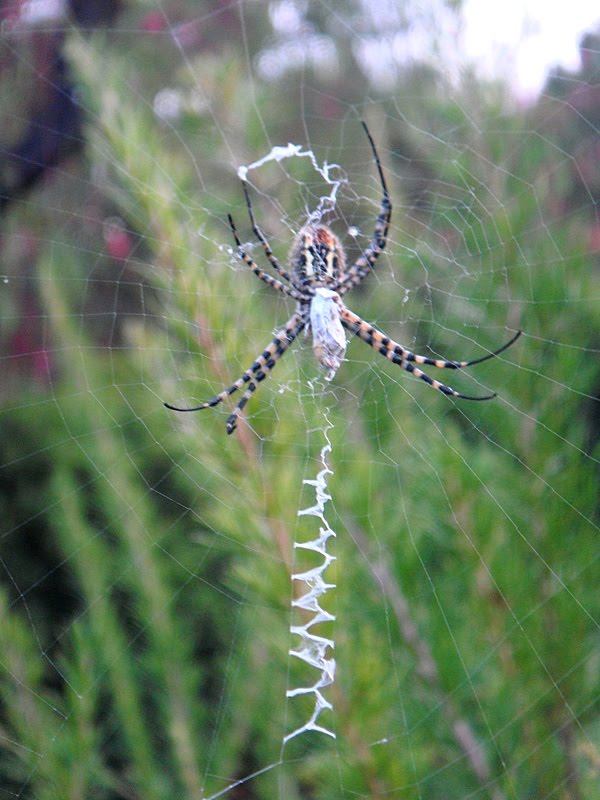 Yarnlot: Madeira-Spinnen. Spiders. Araignées.