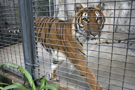 ANIMALEs EN LAs SOMBRAs.: Zoocosis: El comportamiento anormal y ...