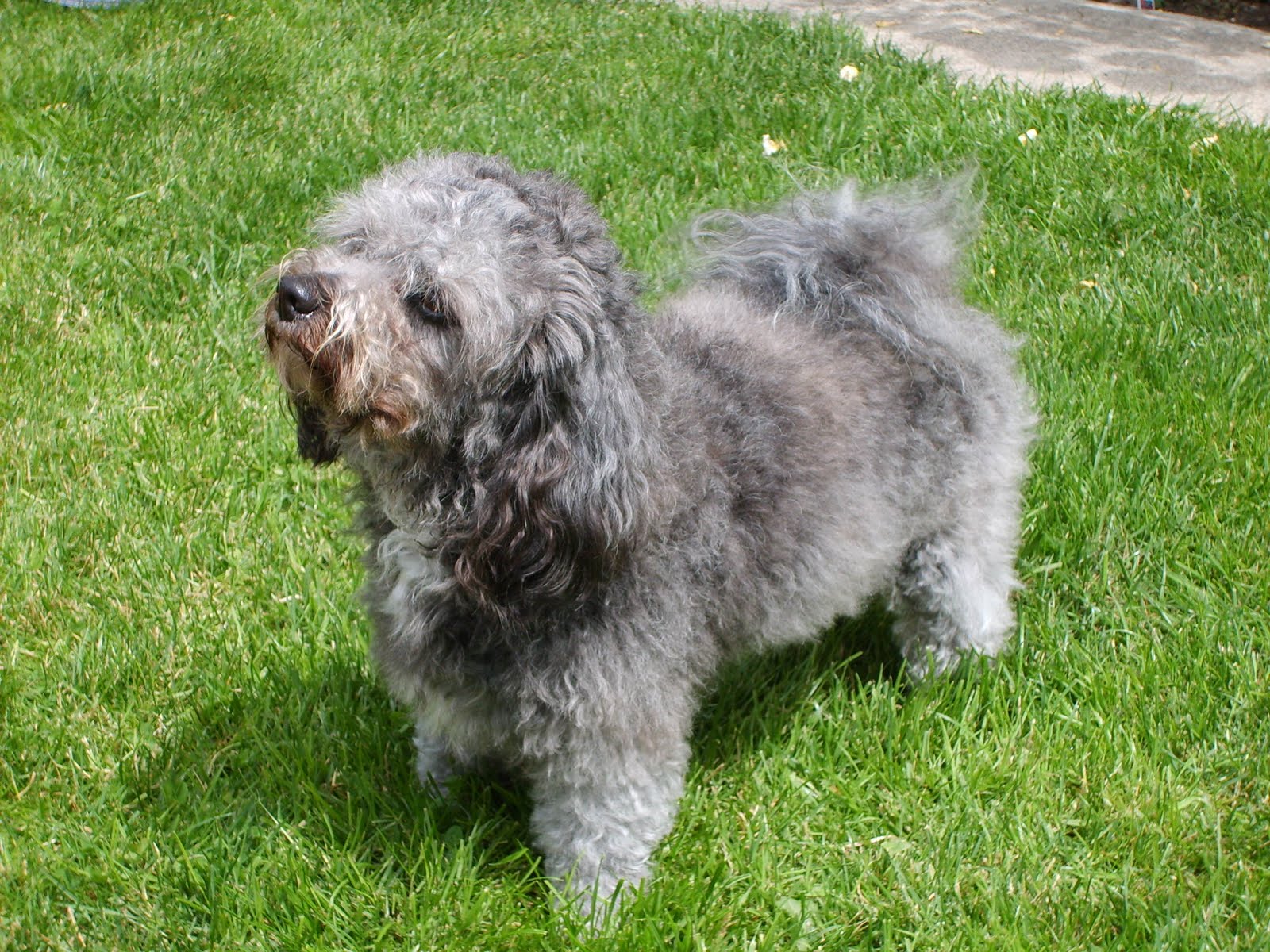 Golden Rule Havanese: HAVANESE/COCKAPOO PUPPIES