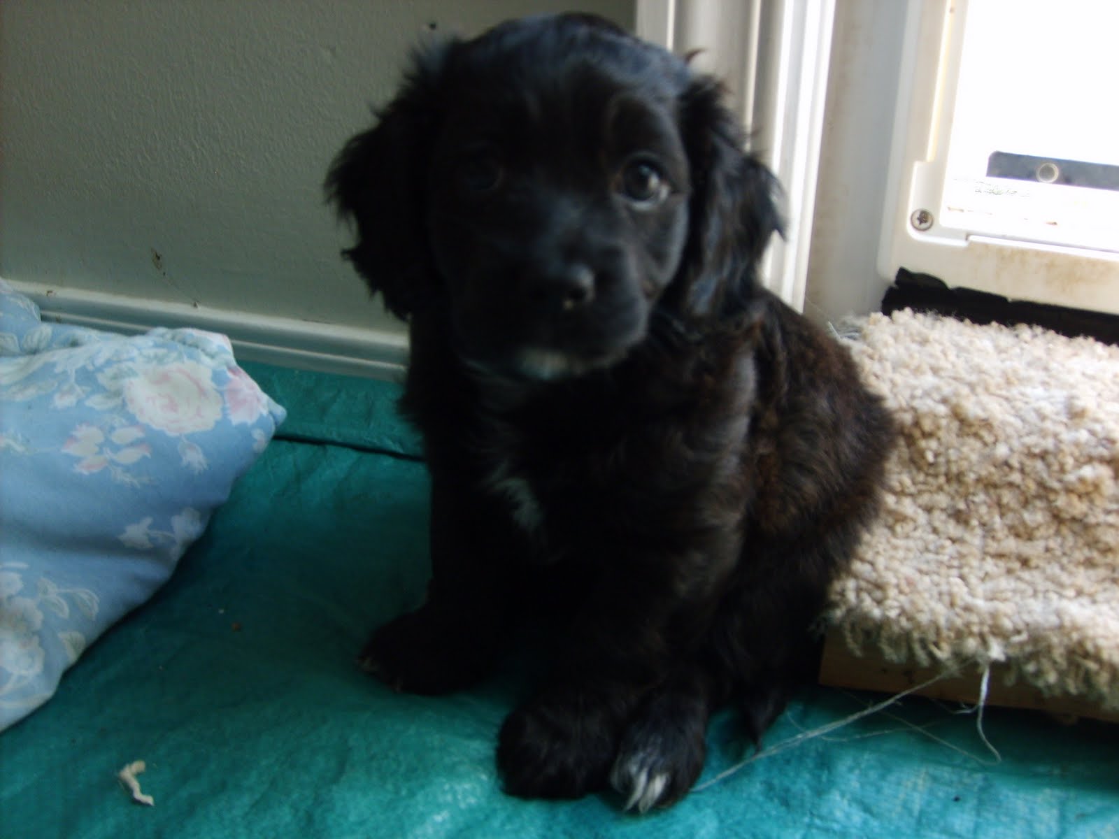 Golden Rule Havanese: HAVANESE/COCKAPOO PUPPIES