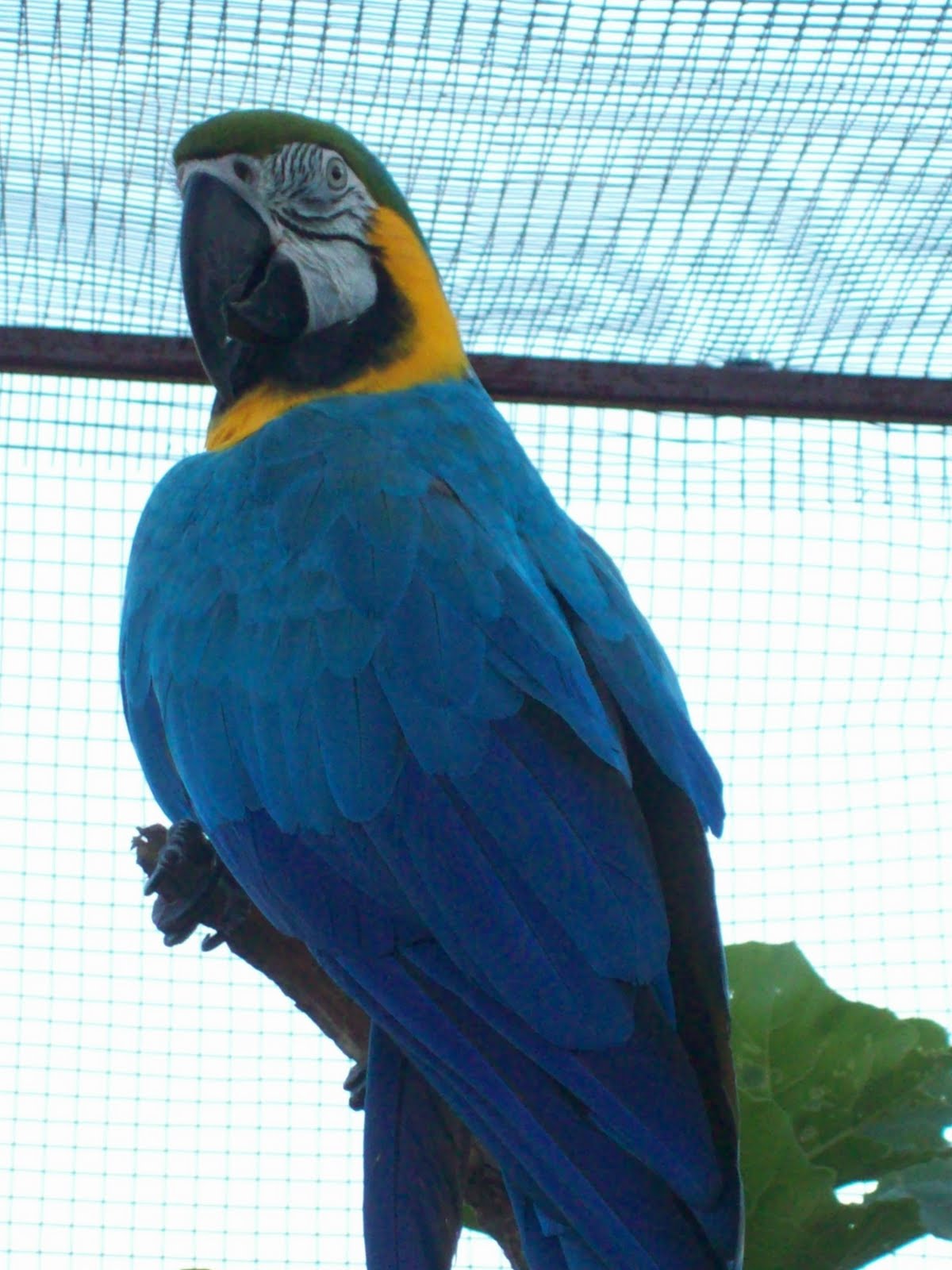 Flyings for the Birds Parrot Rescue & Sanctuary: Julio 12 year old Blue ...