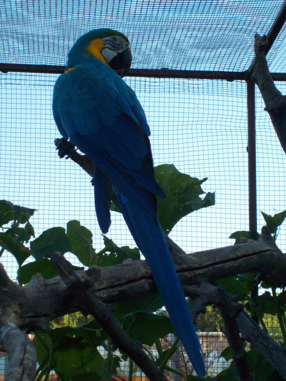 Flyings for the Birds Parrot Rescue & Sanctuary: Julio 12 year old Blue ...
