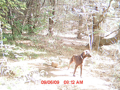 Highly Inappropriate: Game Camera Pics