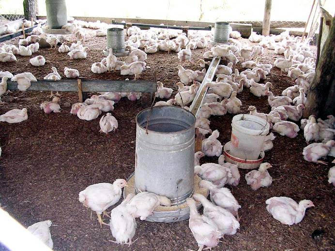 Pollolandia peru: Historia de San Fernando