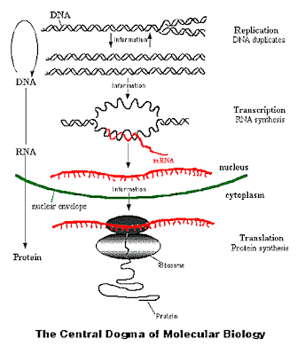 molecular genetic: Central Dogma