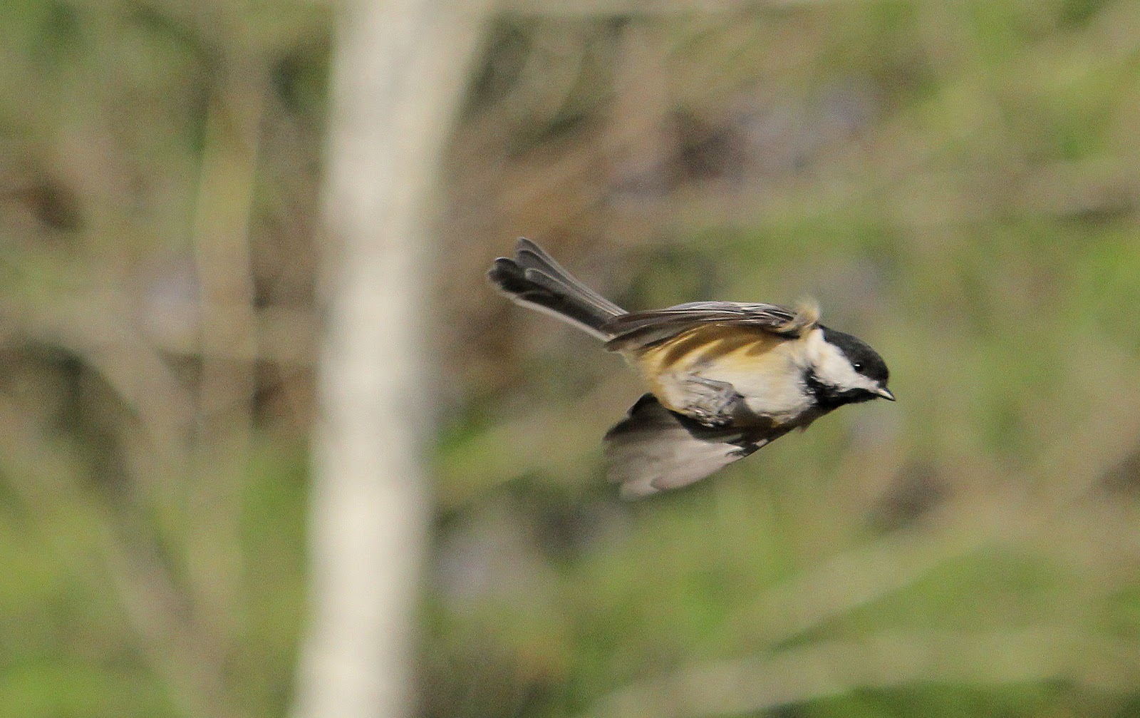 The Pine River Review: Small Birds in Flight